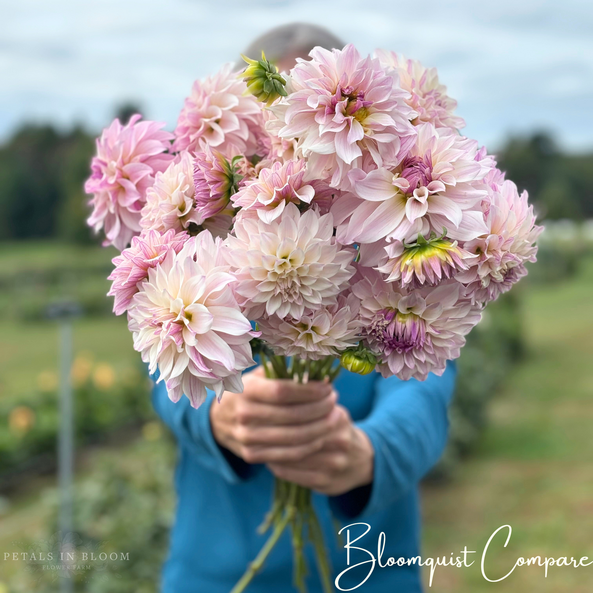 Bloomquist Compare Dahlia Tuber – Petals In Bloom Flower Farm