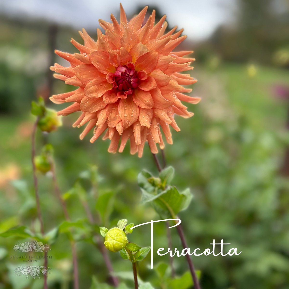 Terracotta Dahlia Tubers – Petals In Bloom Flower Farm