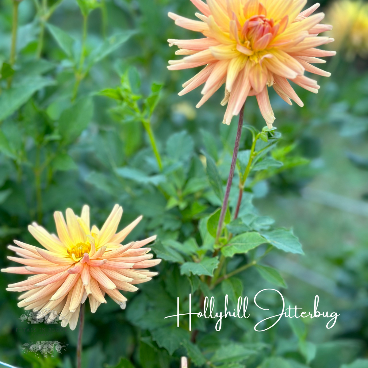 Hollyhill Jitterbug Dahlia Tuber – Petals In Bloom Flower Farm