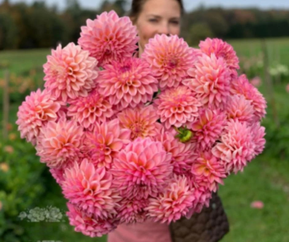 U-Pick Flowers – Petals In Bloom Flower Farm