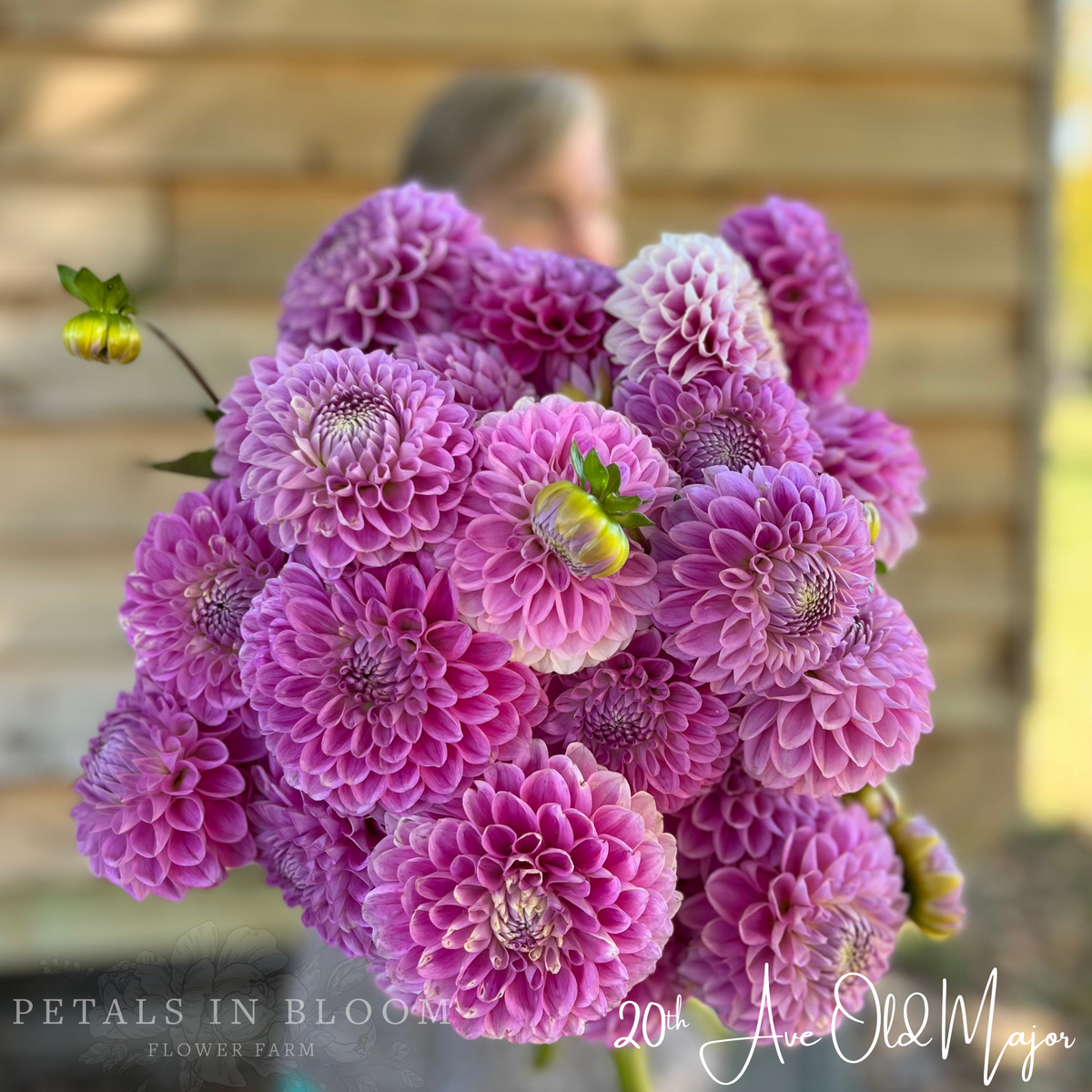 20th Ave Old Major - Dahlia Tuber – Petals In Bloom Flower Farm