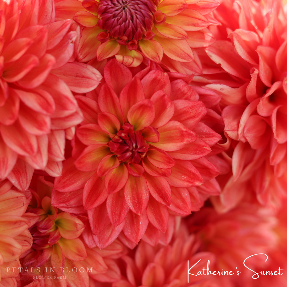 Katherine's Sunset Dahlia Tuber – Petals In Bloom Flower Farm