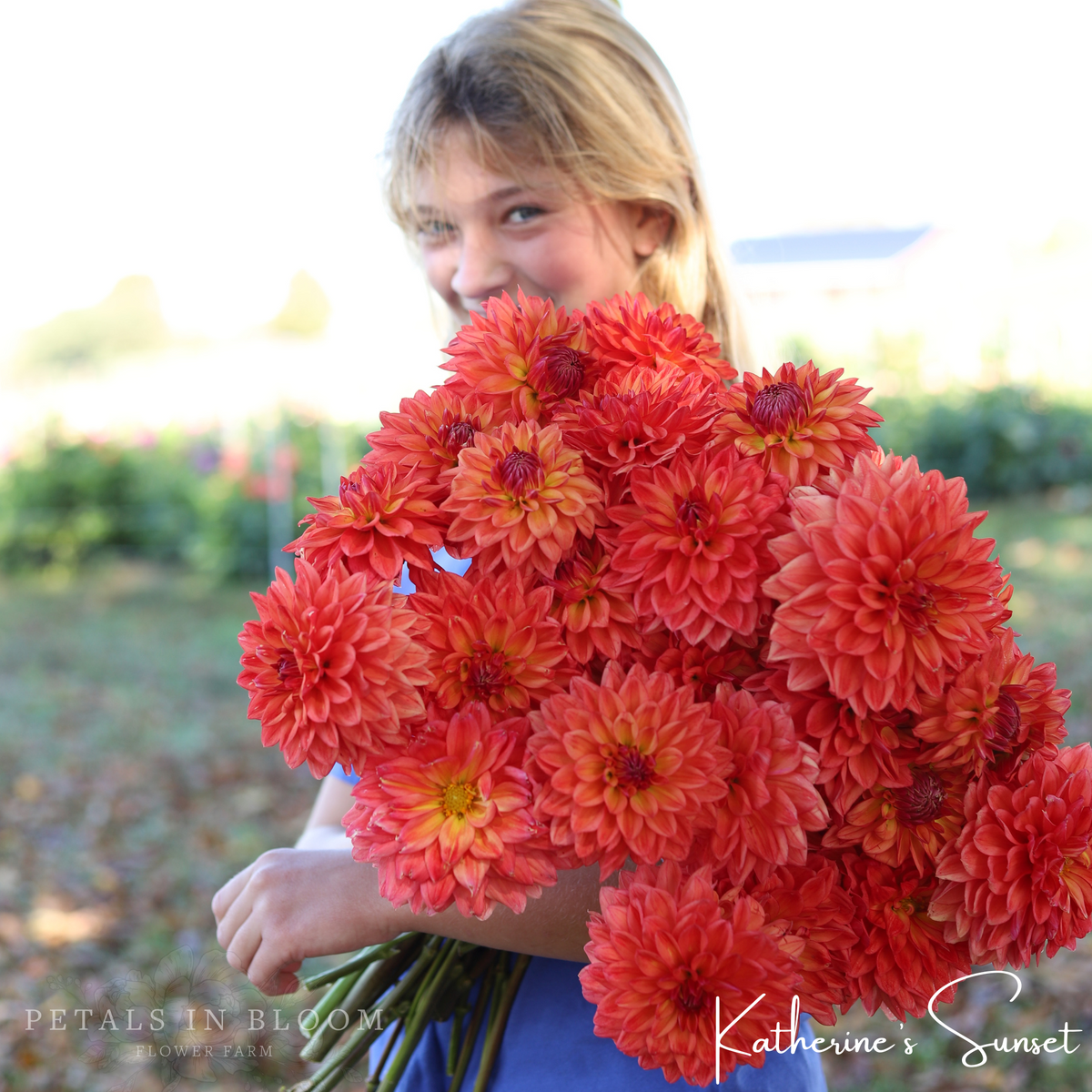 Katherine's Sunset Dahlia Tuber – Petals In Bloom Flower Farm