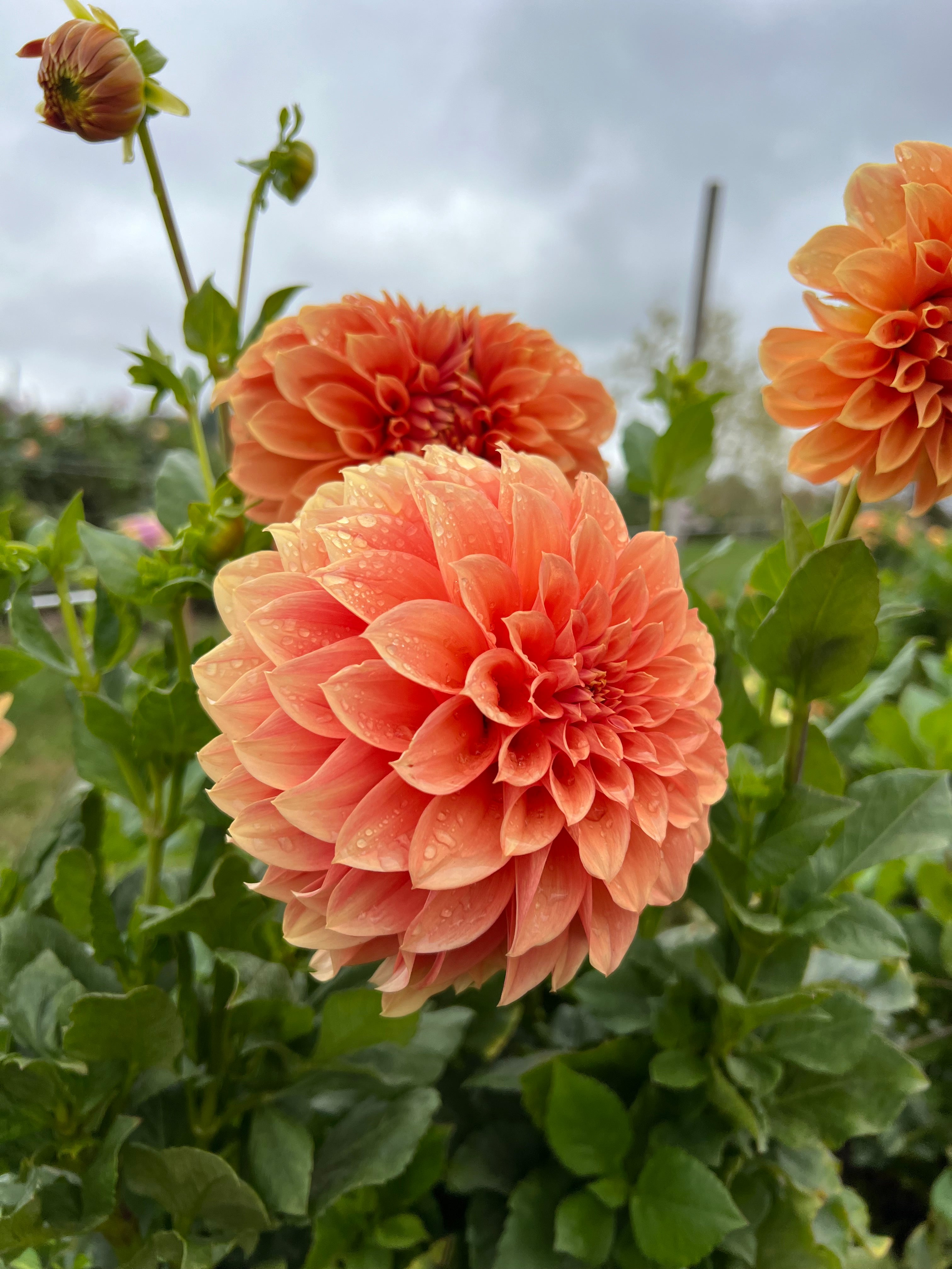 Bracken Palomino Dahlia Tubers – Petals In Bloom Flower Farm