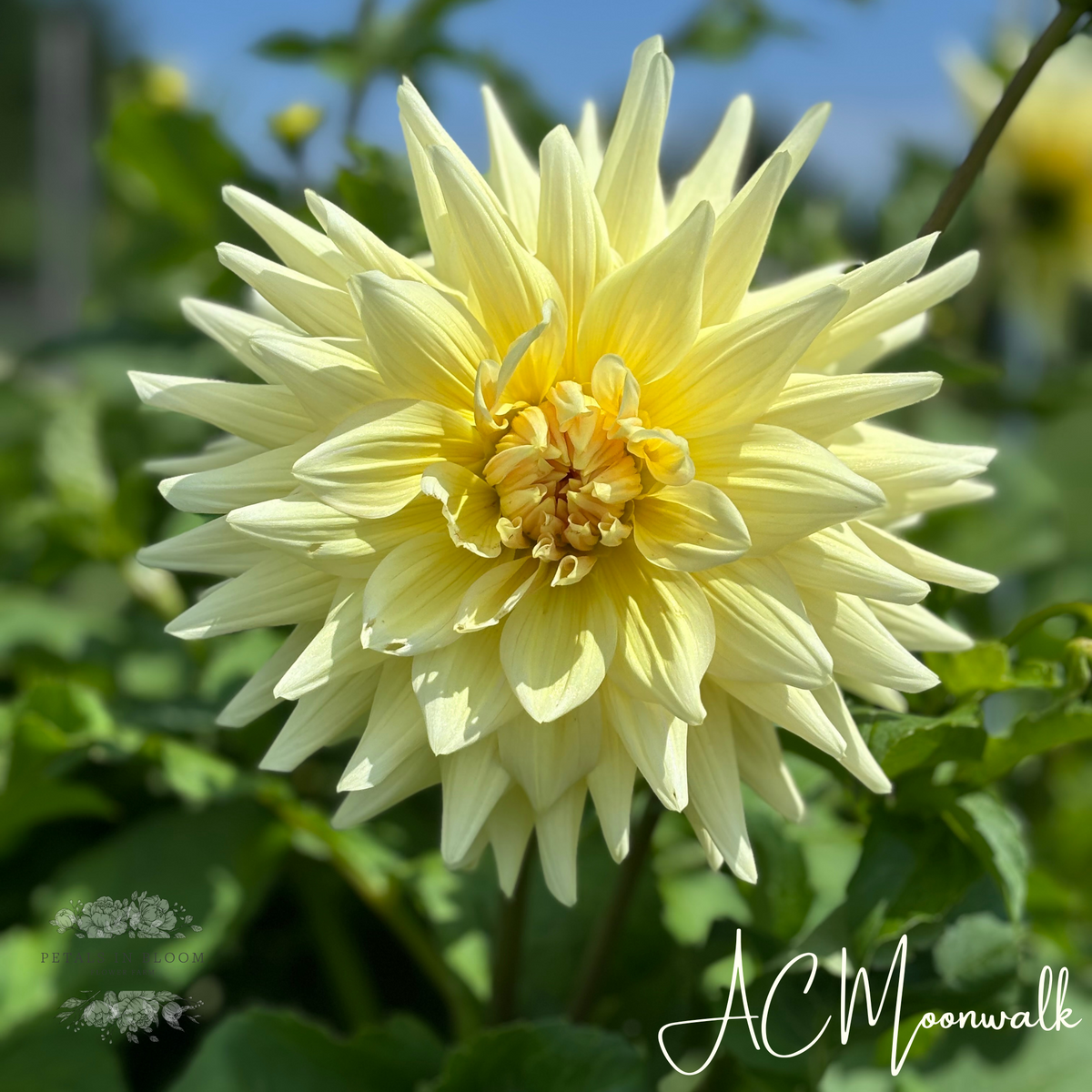 AC Moonwalk Dahlia Tubers – Petals In Bloom Flower Farm
