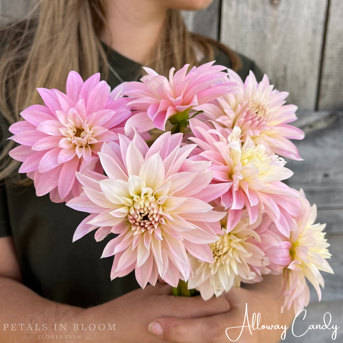 Alloway Candy Dahlia Tuber – Petals In Bloom Flower Farm
