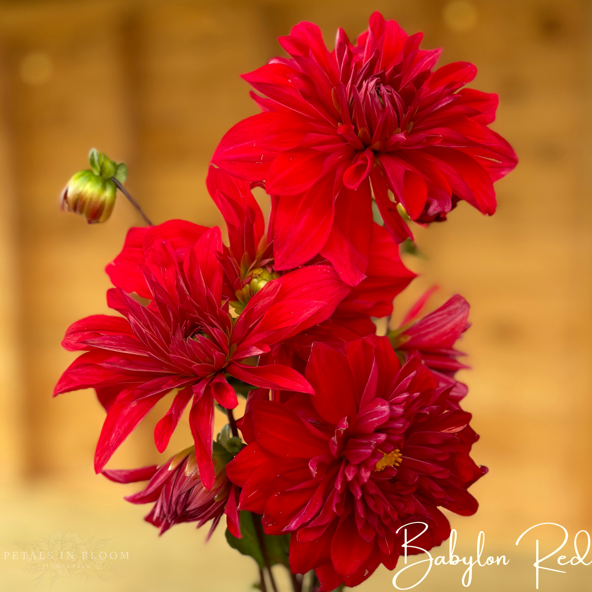 Babylon Red Dahlia Tuber – Petals In Bloom Flower Farm