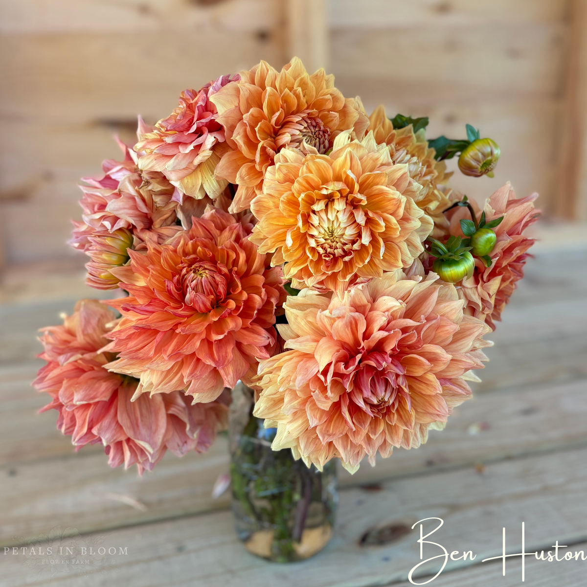 Ben Huston Dahlia Tubers – Petals In Bloom Flower Farm