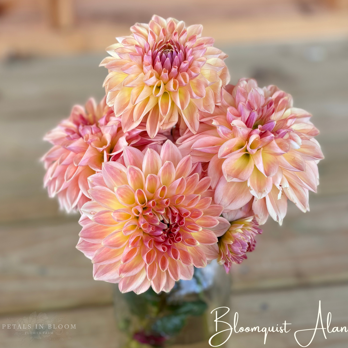 Bloomquist Alan Dahlia Tuber – Petals In Bloom Flower Farm