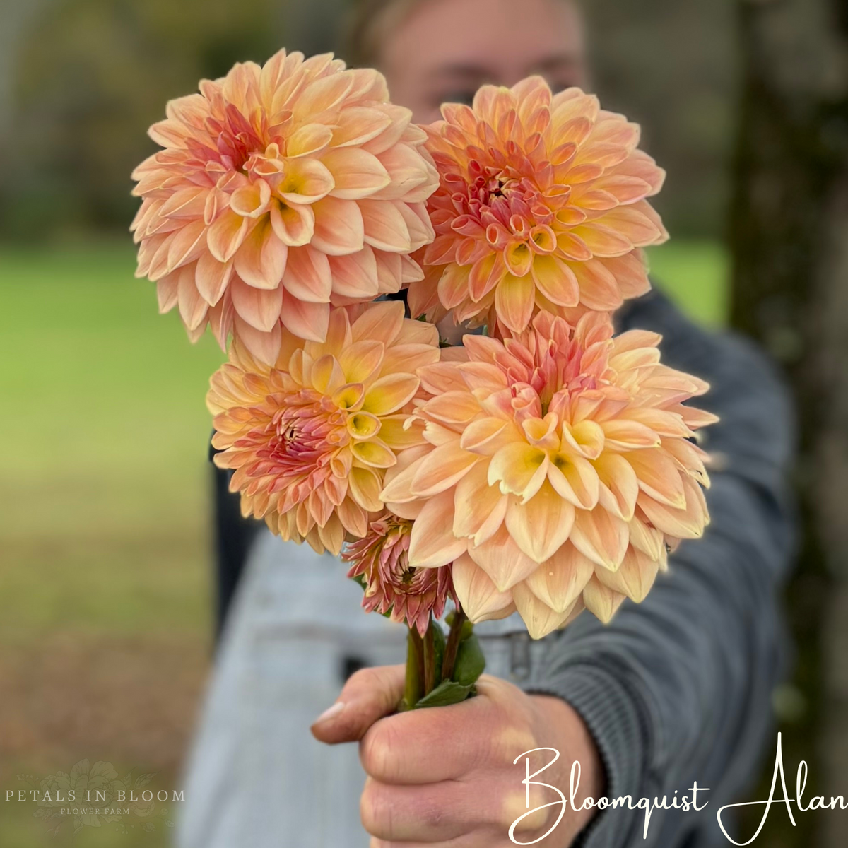 Bloomquist Alan Dahlia Tuber – Petals In Bloom Flower Farm