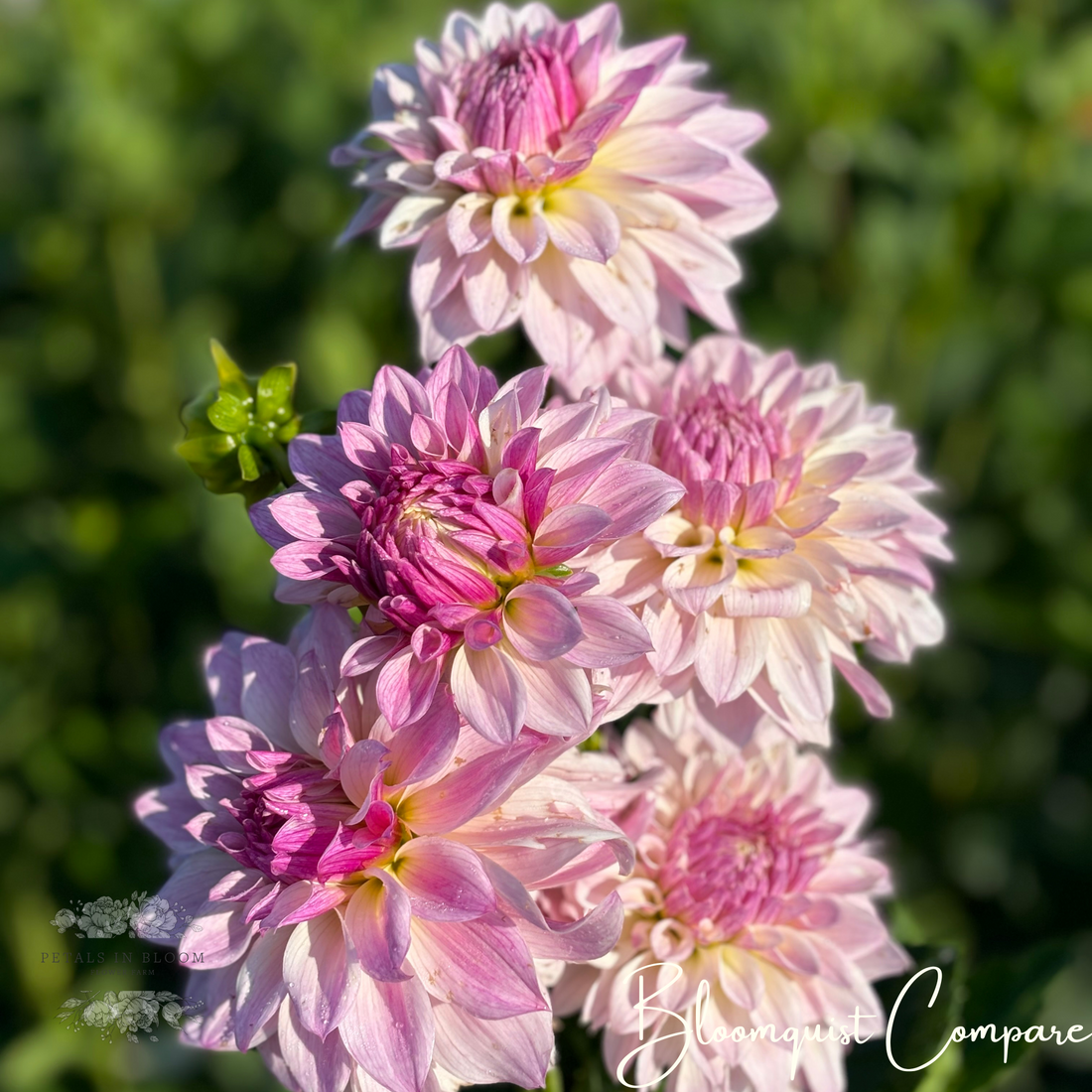 Bloomquist Compare Dahlia Tuber – Petals In Bloom Flower Farm