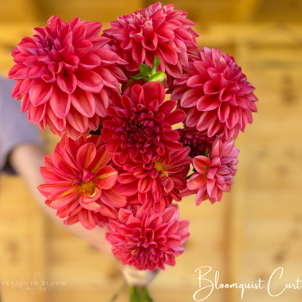 Bloomquist Curt Dahlia Tubers – Petals In Bloom Flower Farm