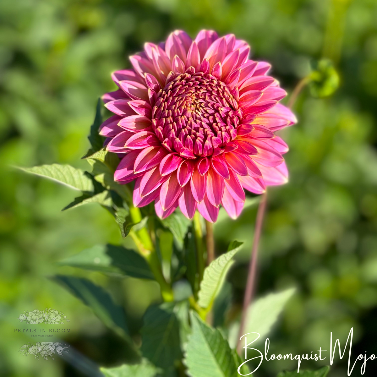 Bloomquist Mojo Dahlia Tuber – Petals In Bloom Flower Farm