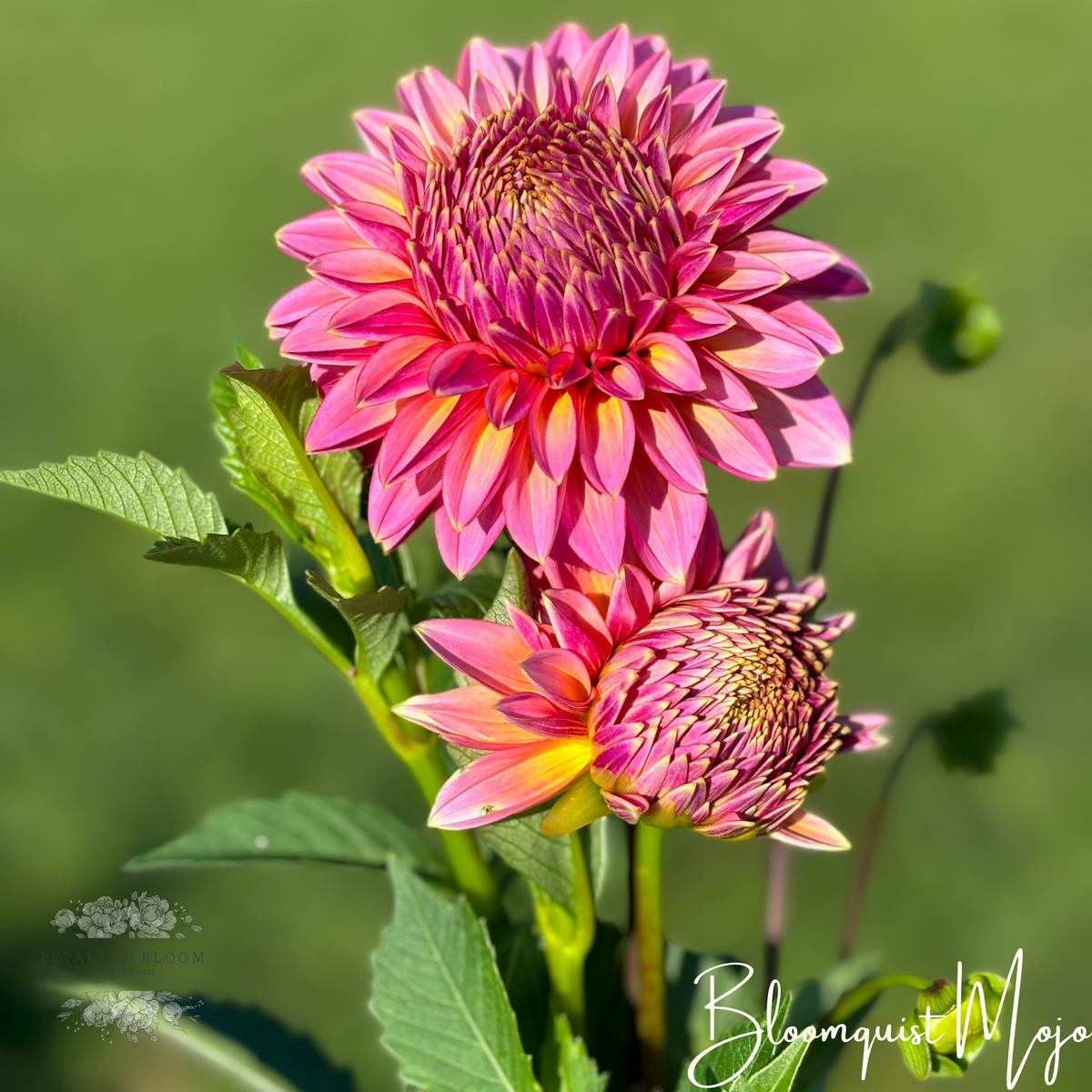 Bloomquist Mojo Dahlia Tuber – Petals In Bloom Flower Farm