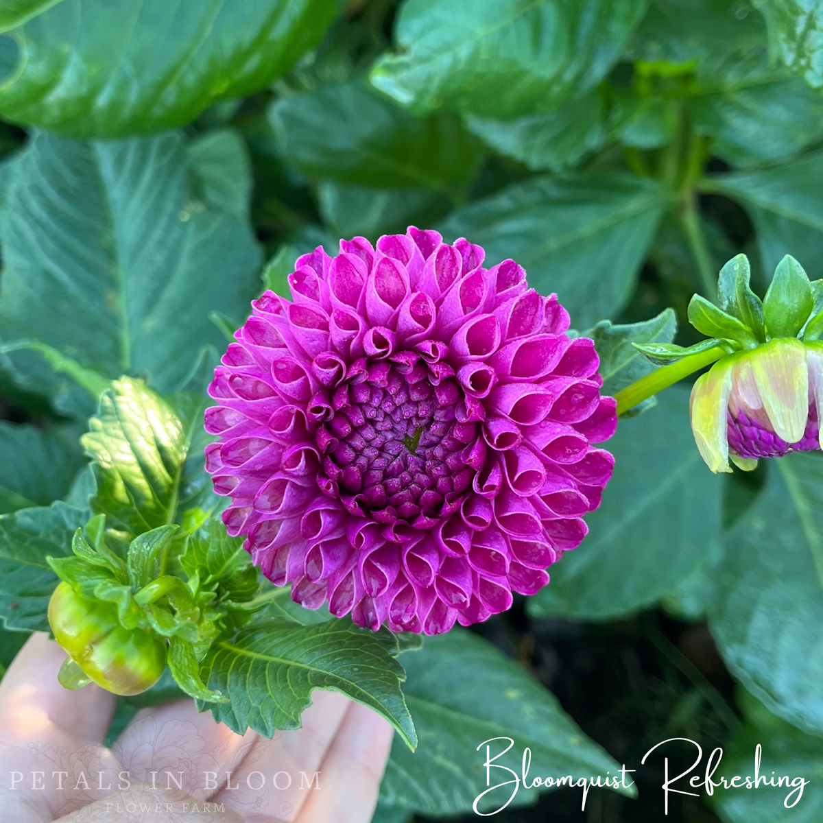Bloomquist Refreshing Dahlia Tubers – Petals In Bloom Flower Farm