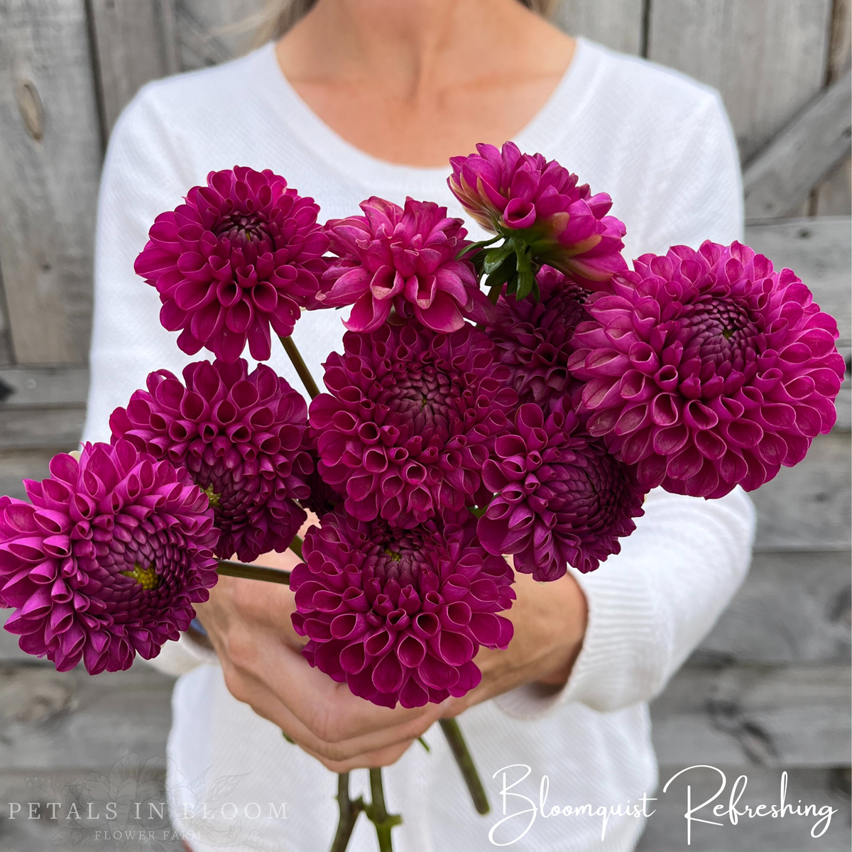 Bloomquist Refreshing Dahlia Tubers – Petals In Bloom Flower Farm