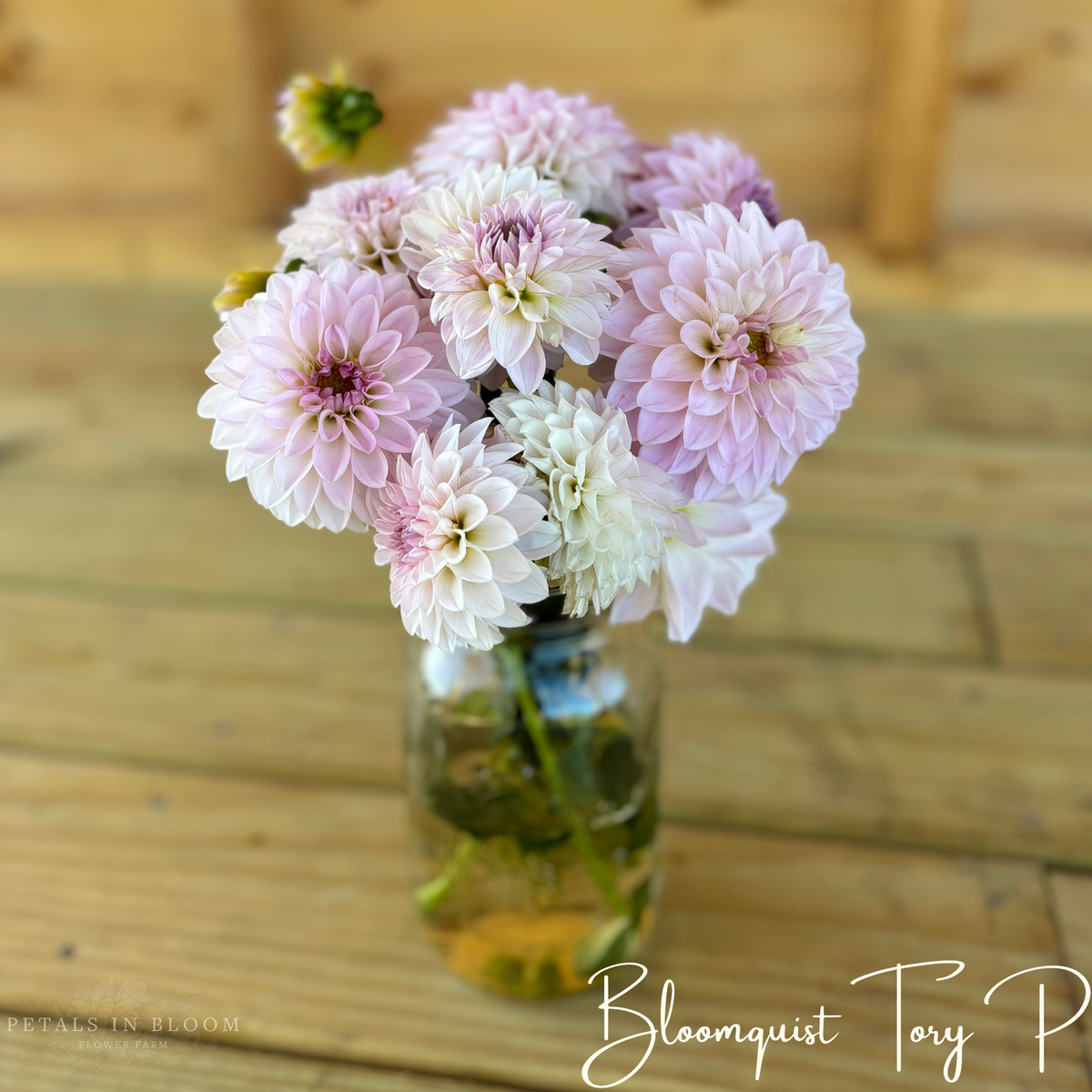 Bloomquist Tory P Dahlia Tuber – Petals In Bloom Flower Farm