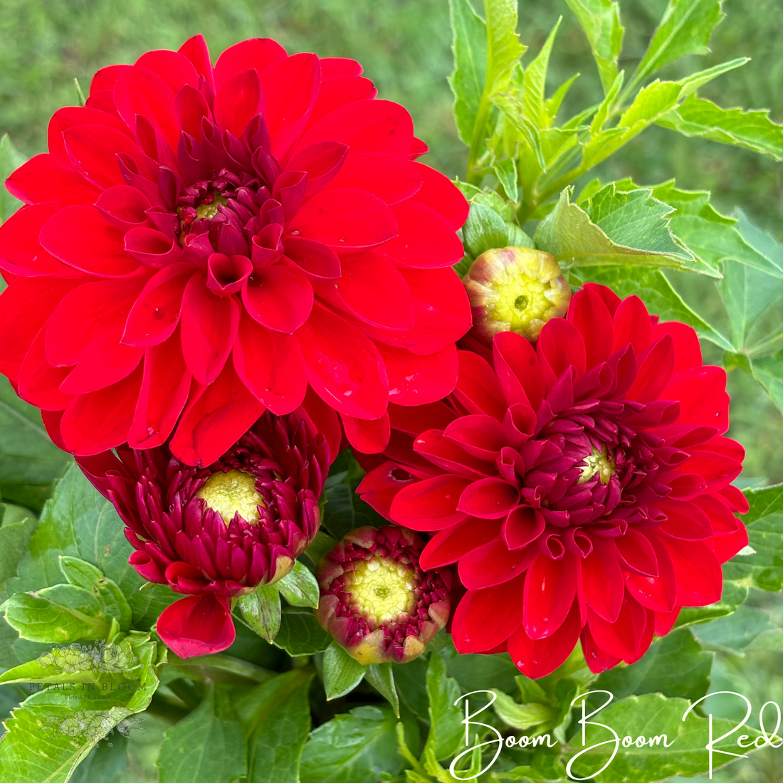 Boom Boom Red Dahlia Tuber – Petals In Bloom Flower Farm
