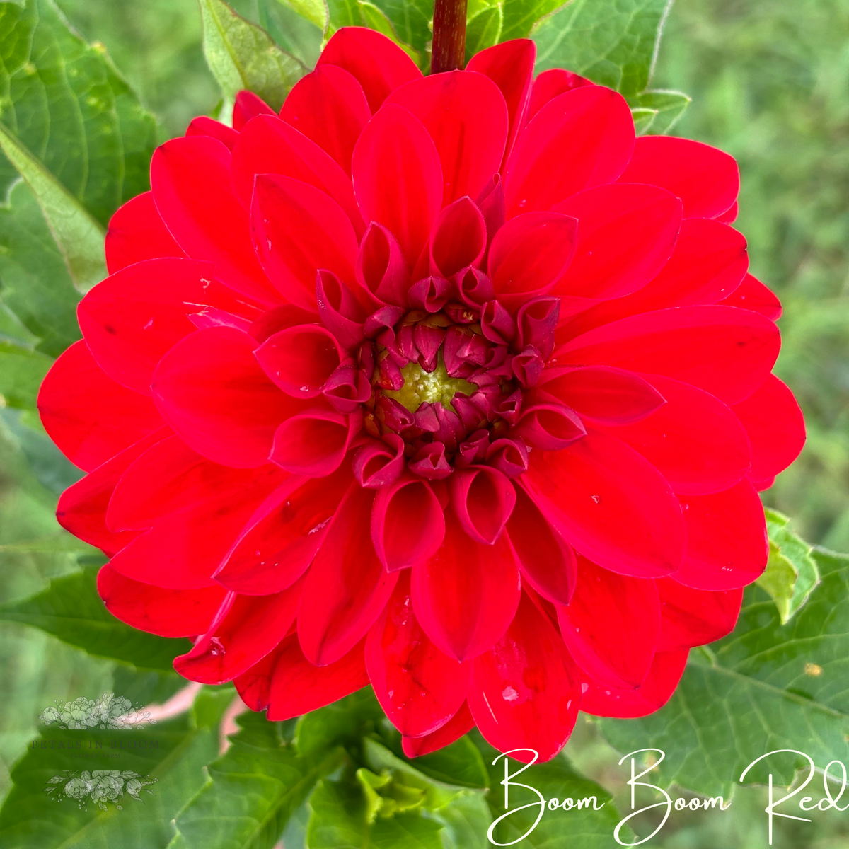 Boom Boom Red Dahlia Tuber – Petals In Bloom Flower Farm