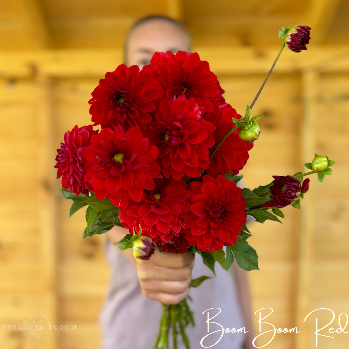 Boom Boom Red Dahlia Tuber – Petals In Bloom Flower Farm