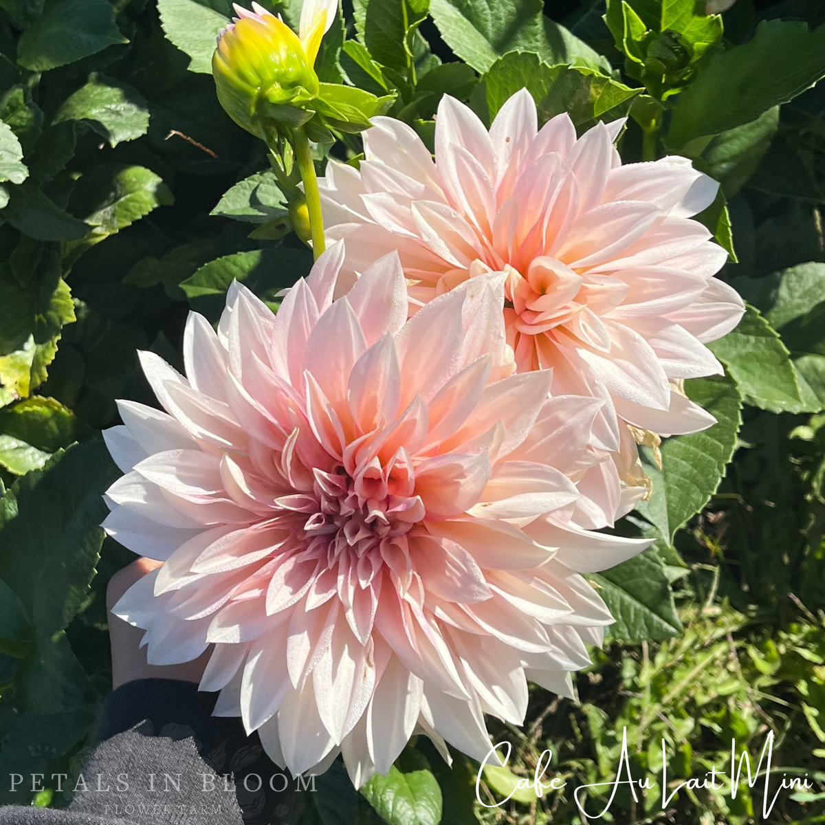 Cafe Au Lait Mini Dahlia Tuber – Petals In Bloom Flower Farm