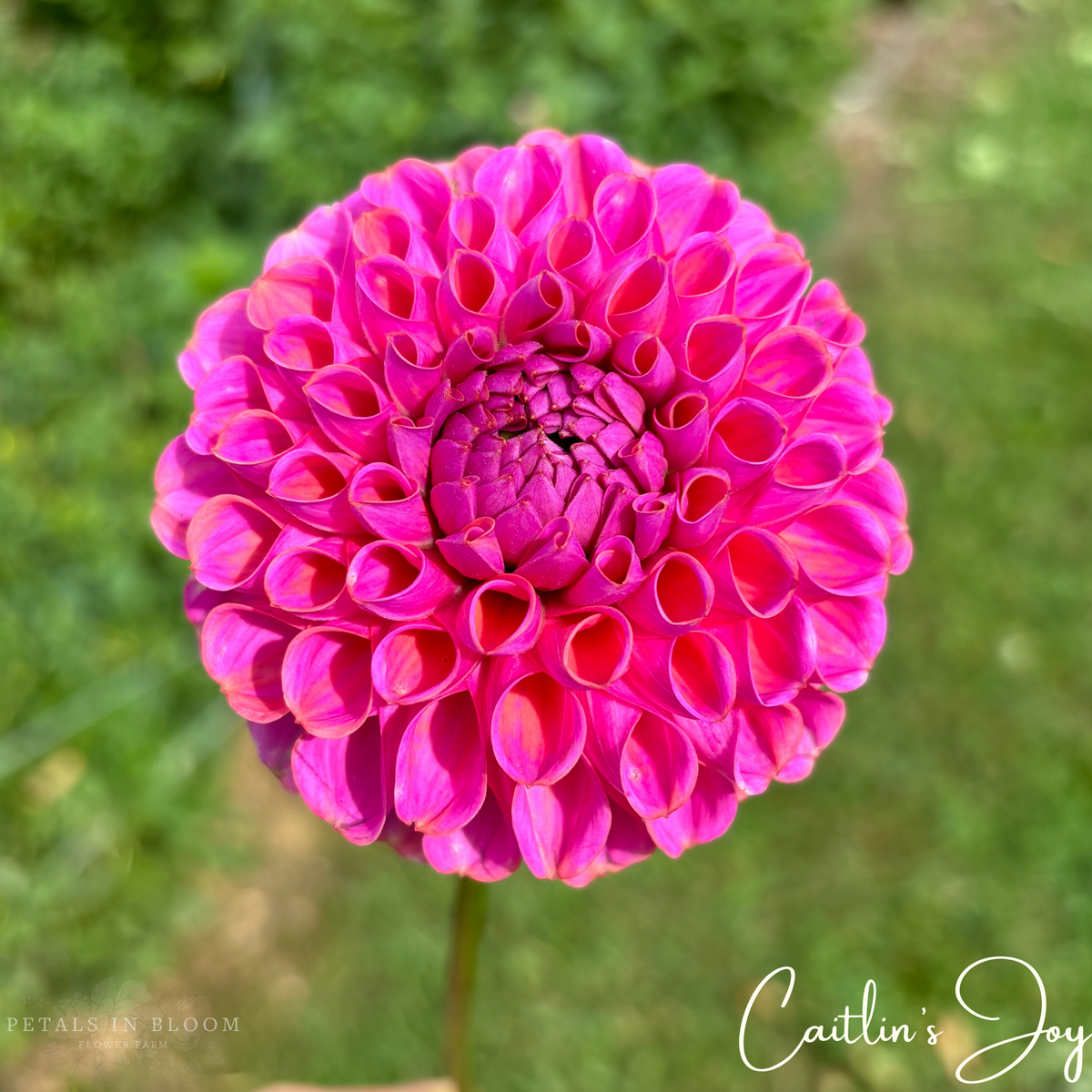 Caitlin's Joy Dahlia Tuber – Petals In Bloom Flower Farm