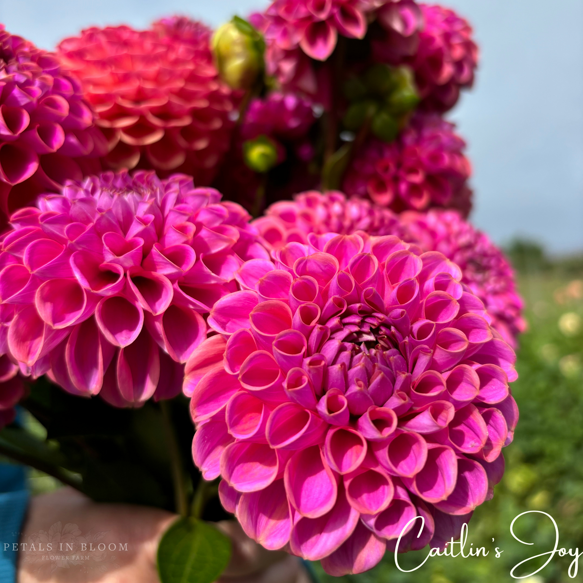 Caitlin's Joy Dahlia Tuber – Petals In Bloom Flower Farm