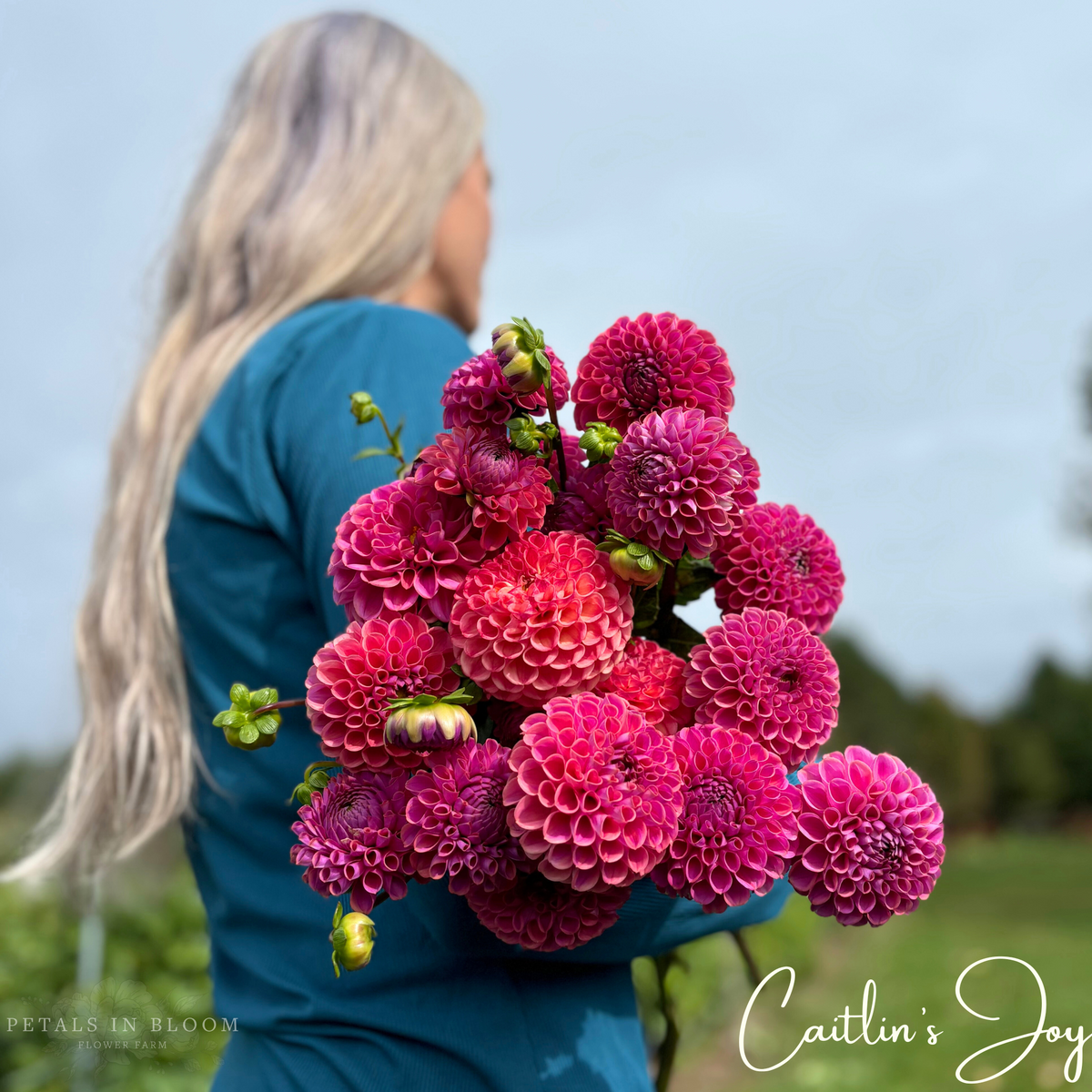 Caitlin's Joy Dahlia Tuber – Petals In Bloom Flower Farm