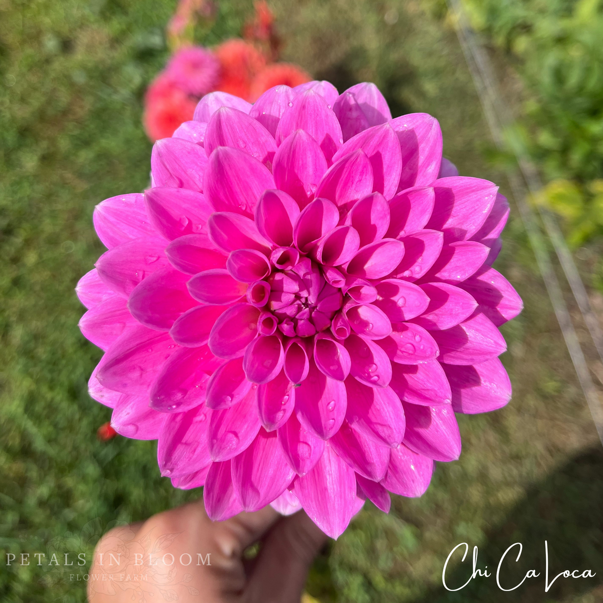 Chi Ca Loca Dahlia Tuber – Petals In Bloom Flower Farm