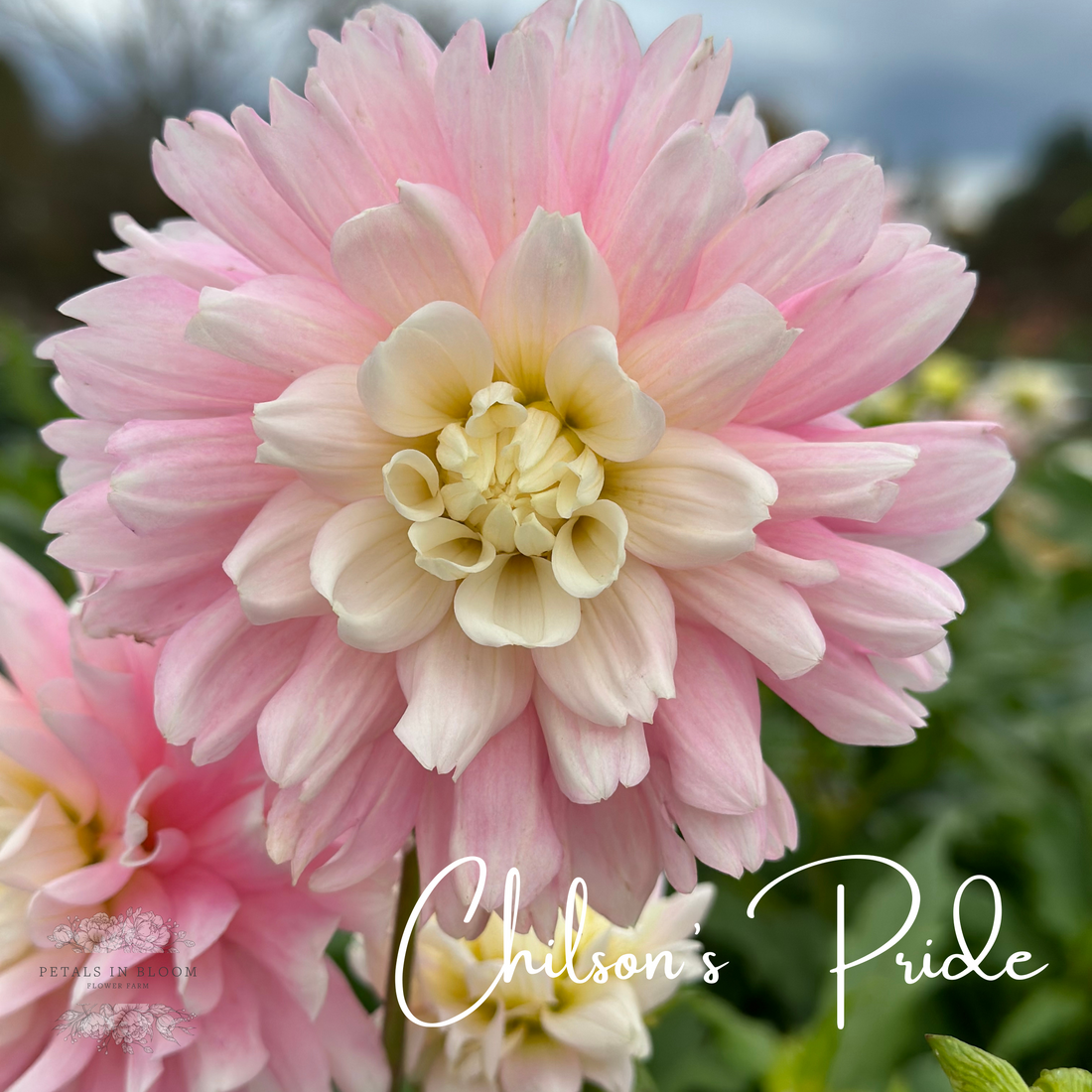 Chilson's Pride Dahlia Tuber – Petals In Bloom Flower Farm