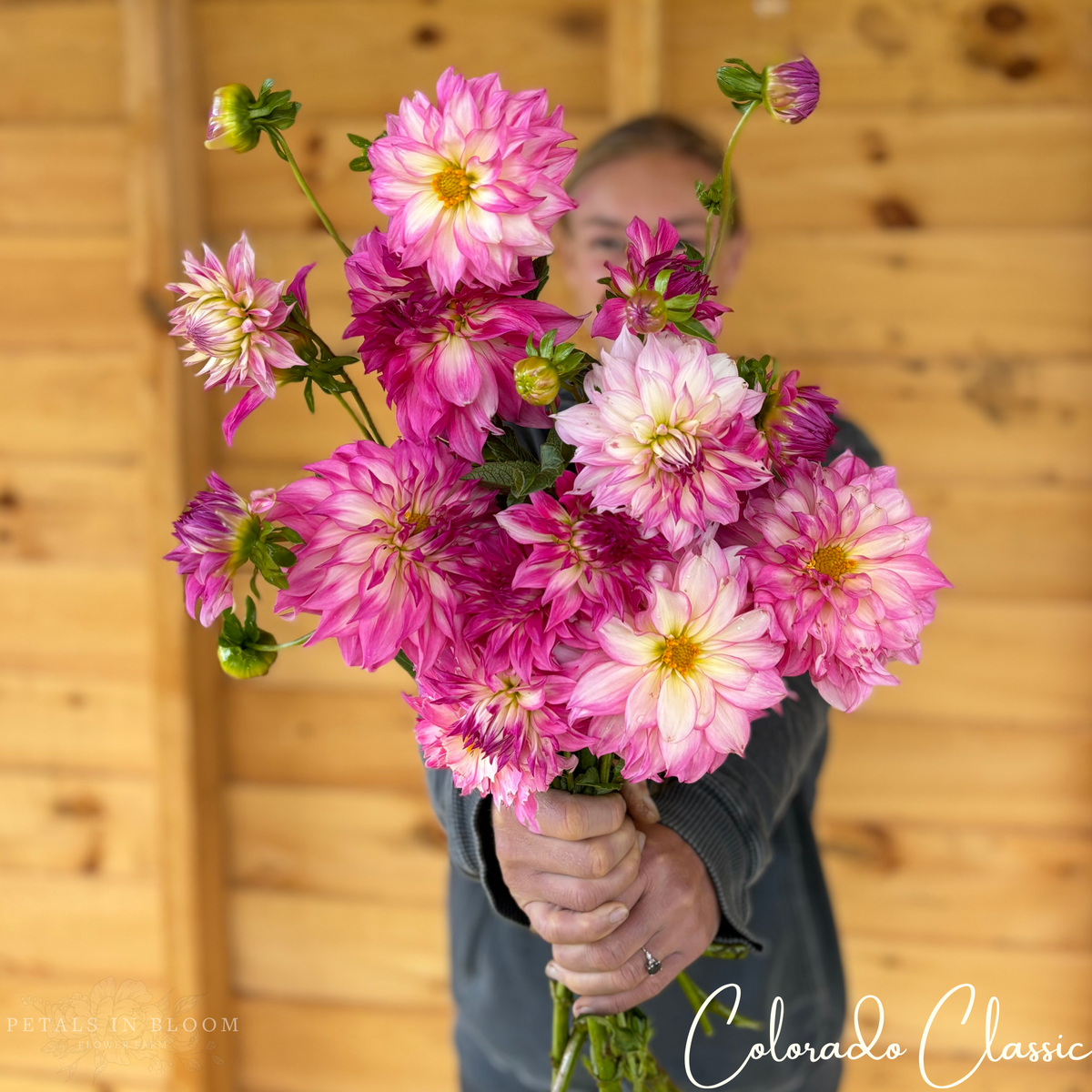 Colorado Classic Dahlia Tuber – Petals In Bloom Flower Farm