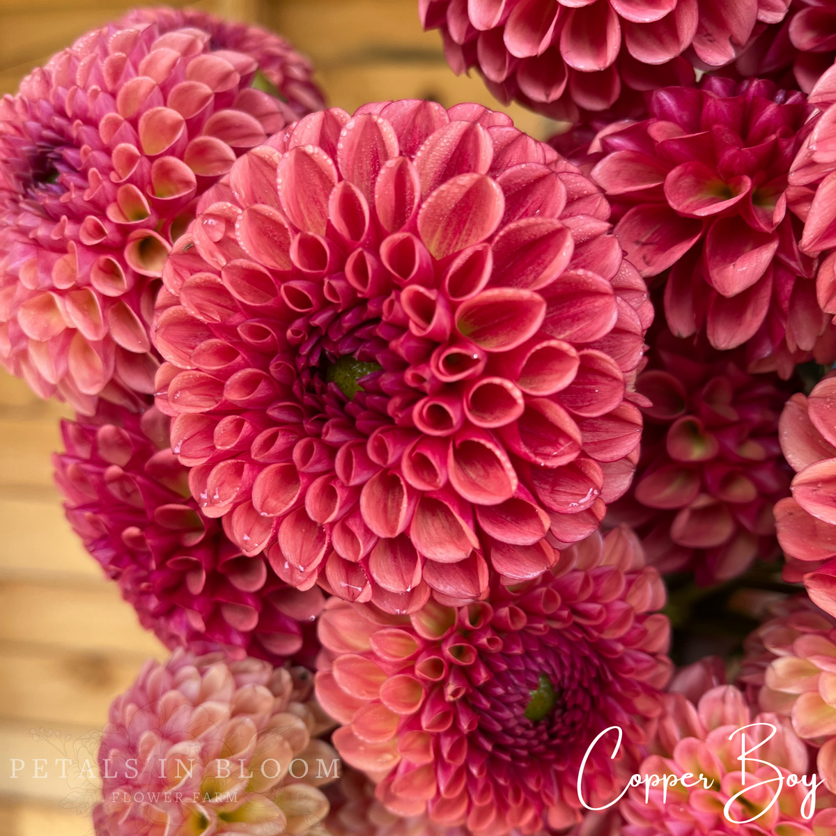 Copper Boy Dahlia Tuber – Petals In Bloom Flower Farm