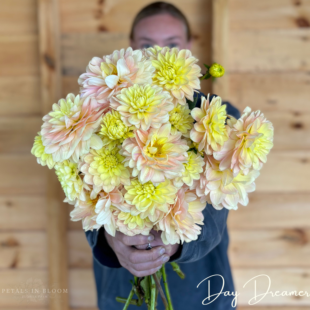 Day Dreamer Dahlia Tubers – Petals In Bloom Flower Farm