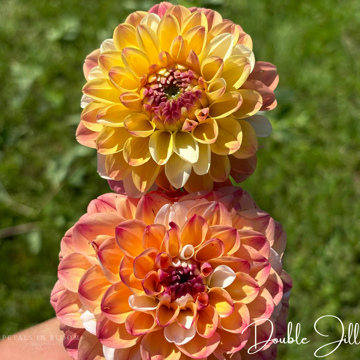Double Jill Dahlia Tuber – Petals In Bloom Flower Farm