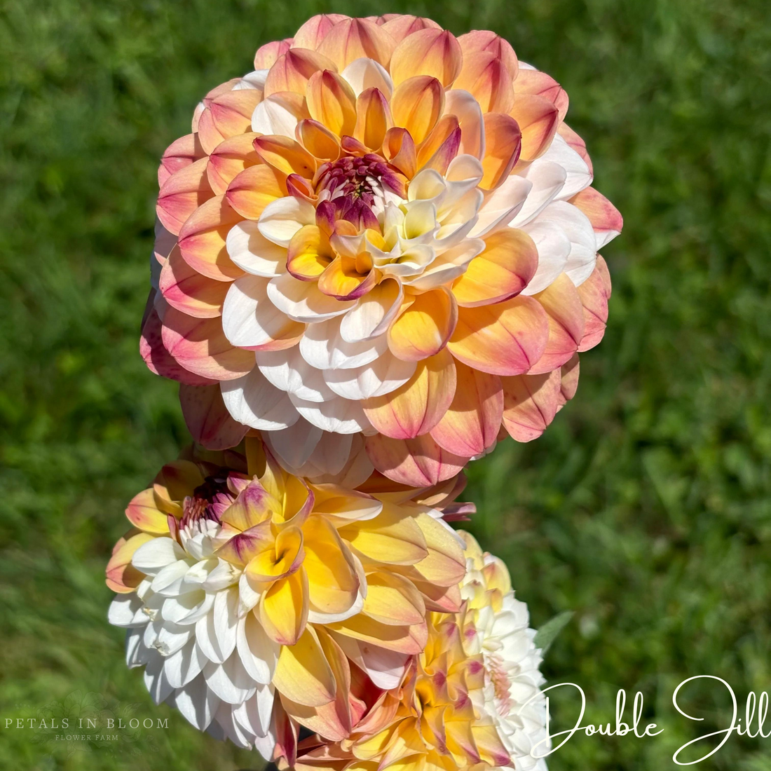 Double Jill Dahlia Tuber – Petals In Bloom Flower Farm