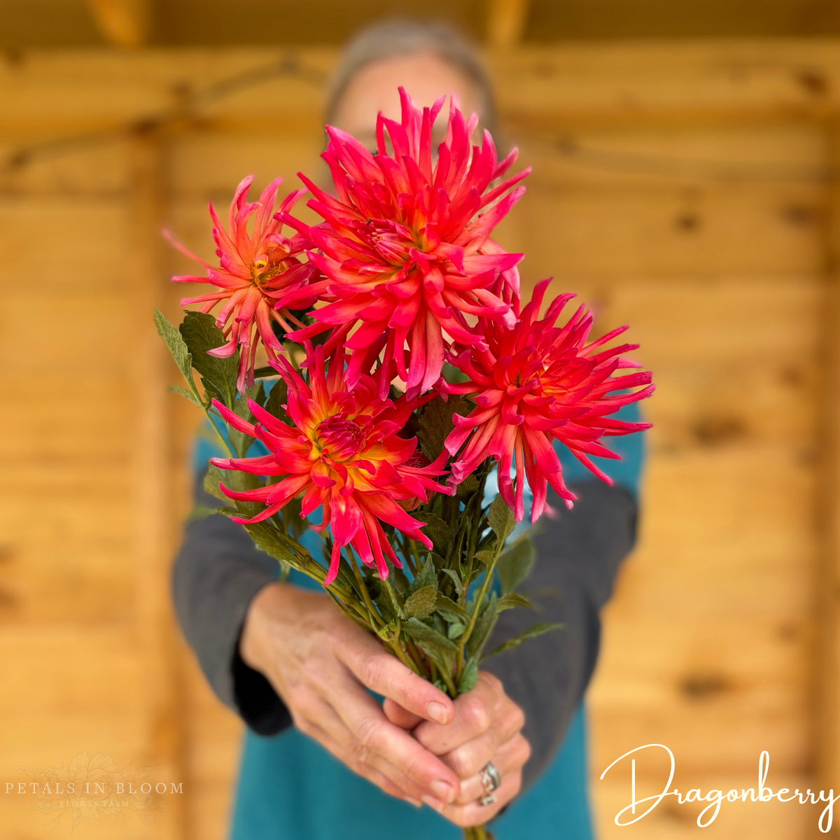 Dragonberry Dahlia Tubers – Petals In Bloom Flower Farm