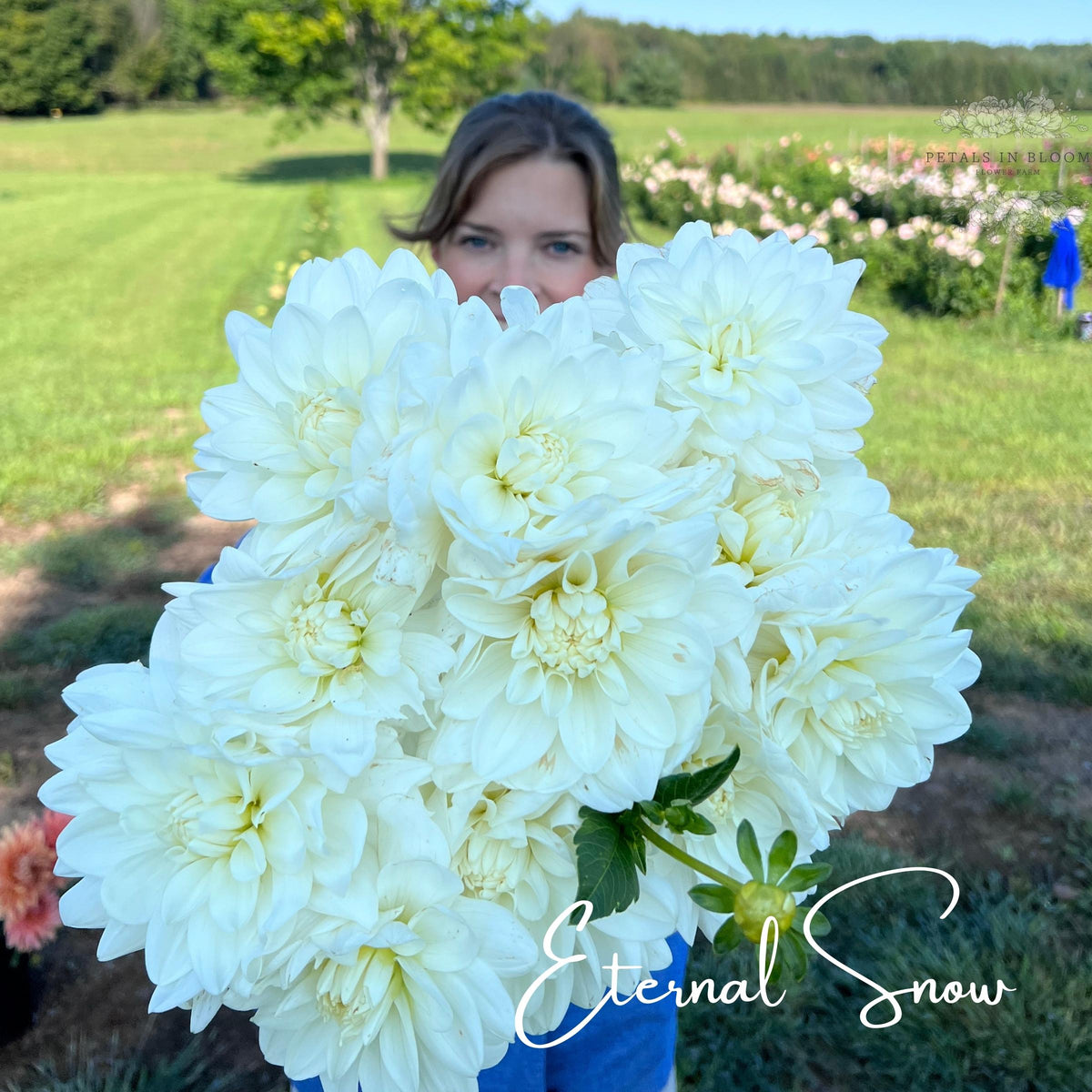 Eternal Snow Dahlia Tubers – Petals In Bloom Flower Farm