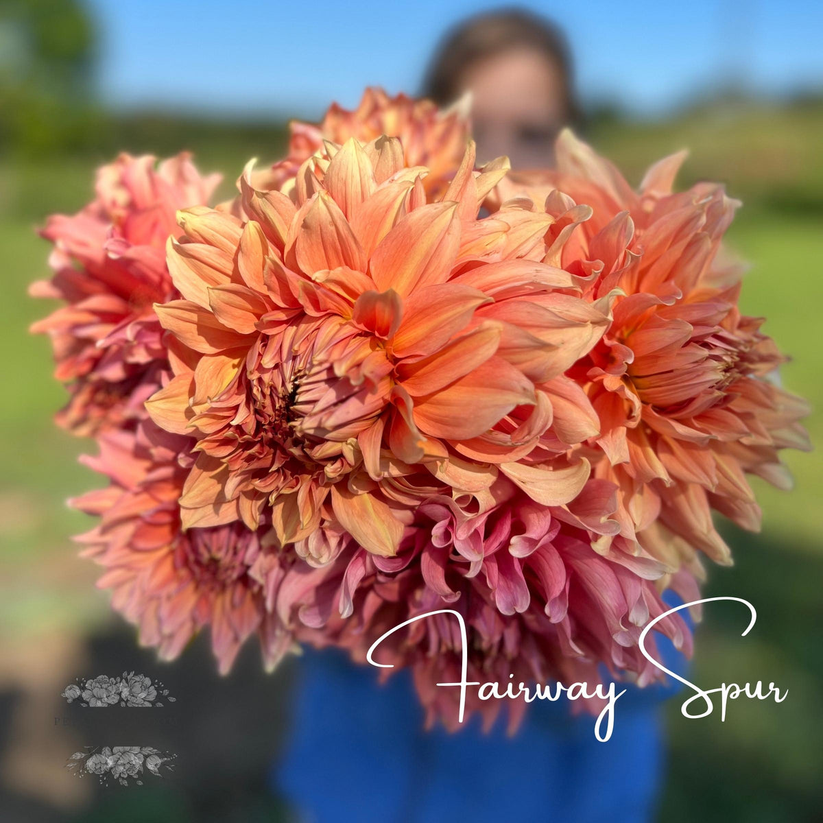 Fairway Spur Dahlia Tubers – Petals In Bloom Flower Farm