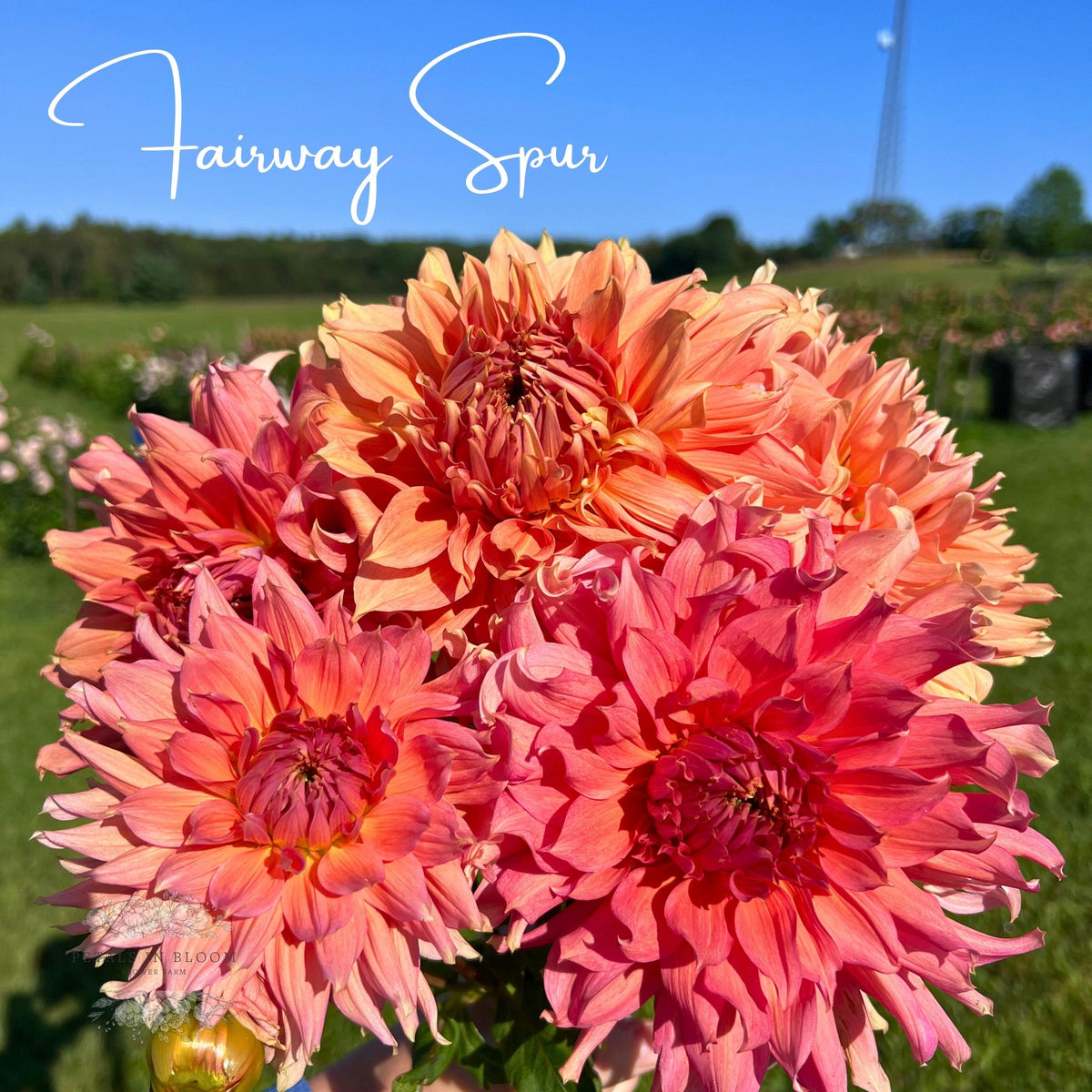 Fairway Spur Dahlia Tubers – Petals In Bloom Flower Farm