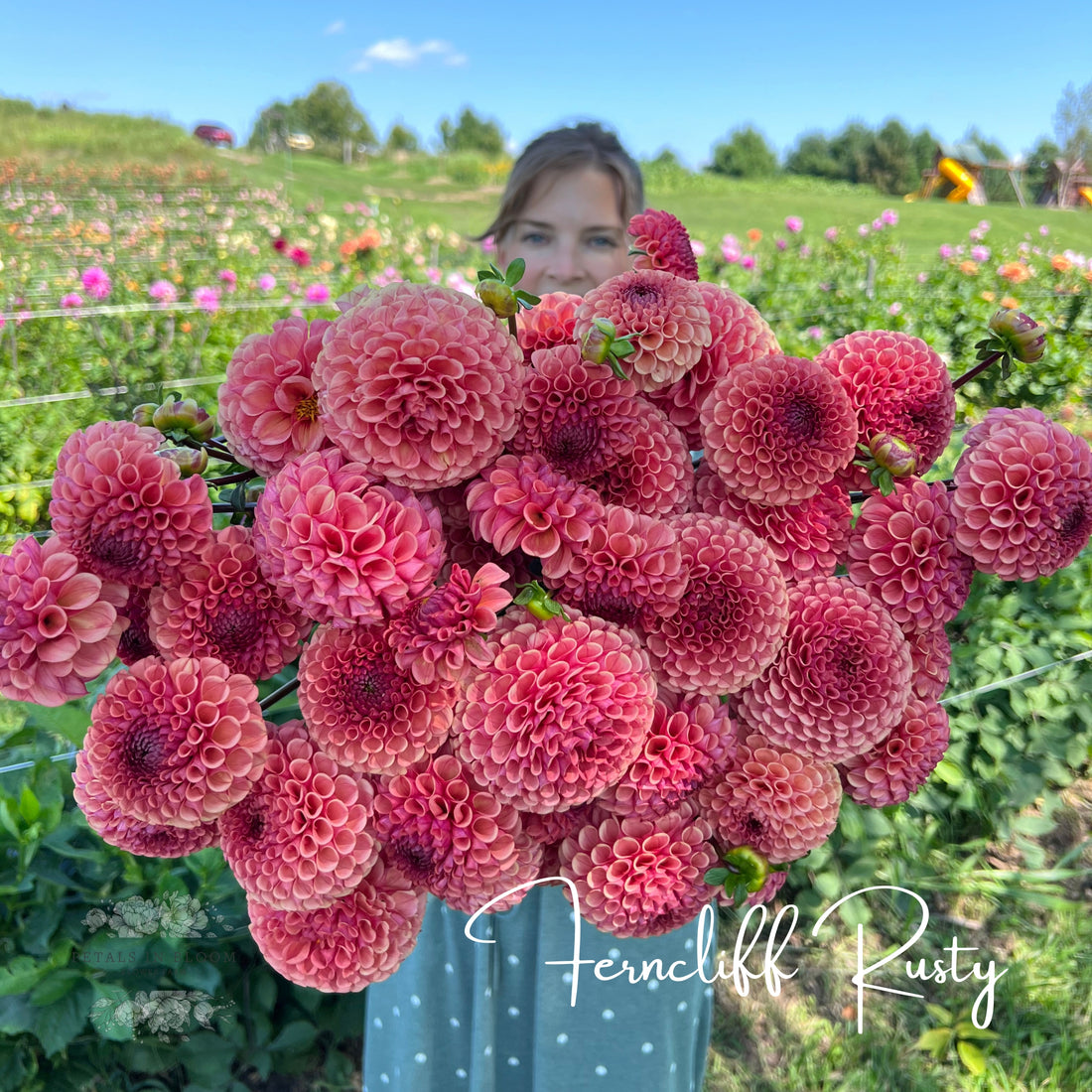 Ferncliff Rusty Dahlia Tubers – Petals In Bloom Flower Farm