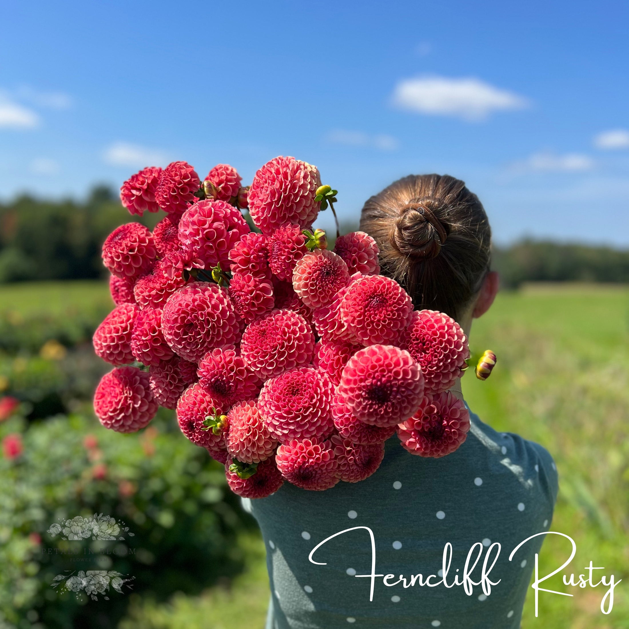 Ferncliff Rusty Dahlia Tubers – Petals In Bloom Flower Farm