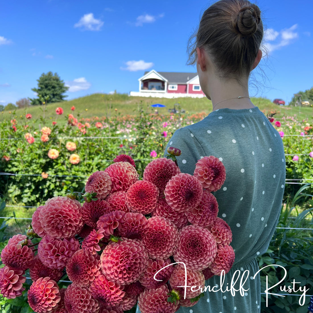 Ferncliff Rusty Dahlia Tubers – Petals In Bloom Flower Farm