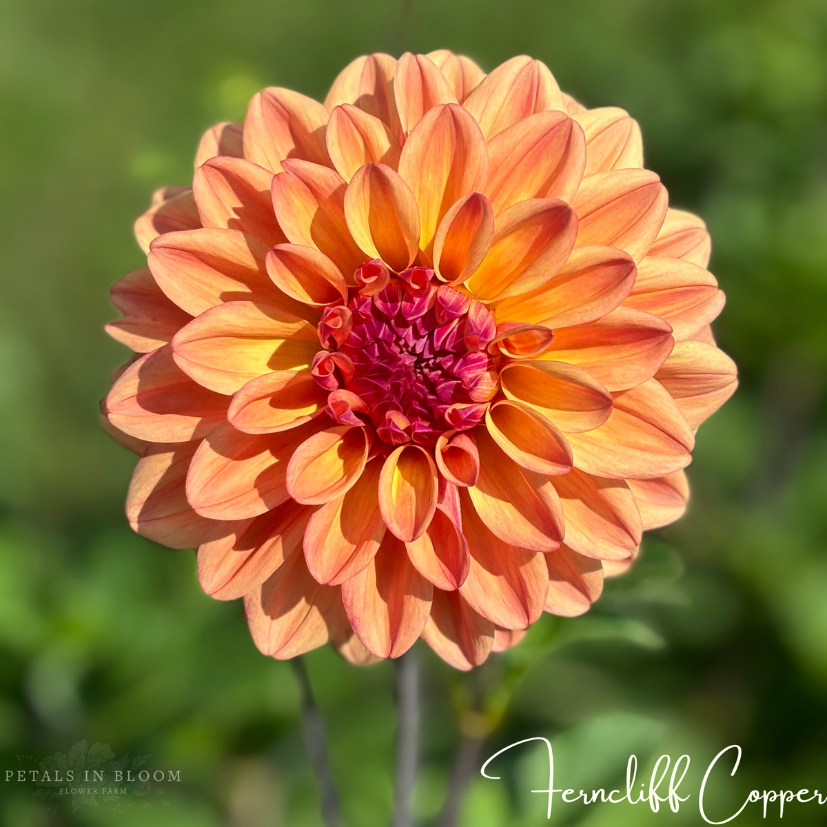Ferncliff Copper Dahlia Tuber – Petals In Bloom Flower Farm