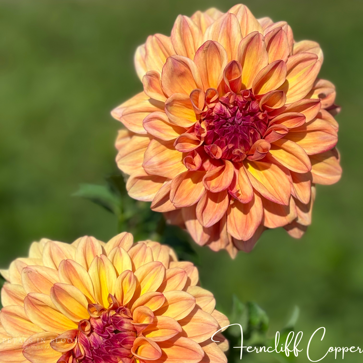 Ferncliff Copper Dahlia Tuber – Petals In Bloom Flower Farm