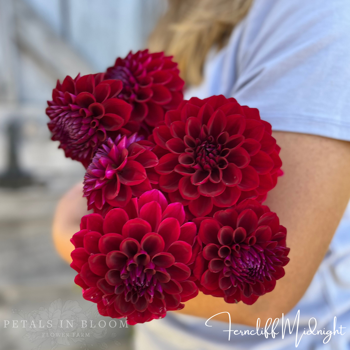 Ferncliff Midnight Dahlia Tuber – Petals In Bloom Flower Farm