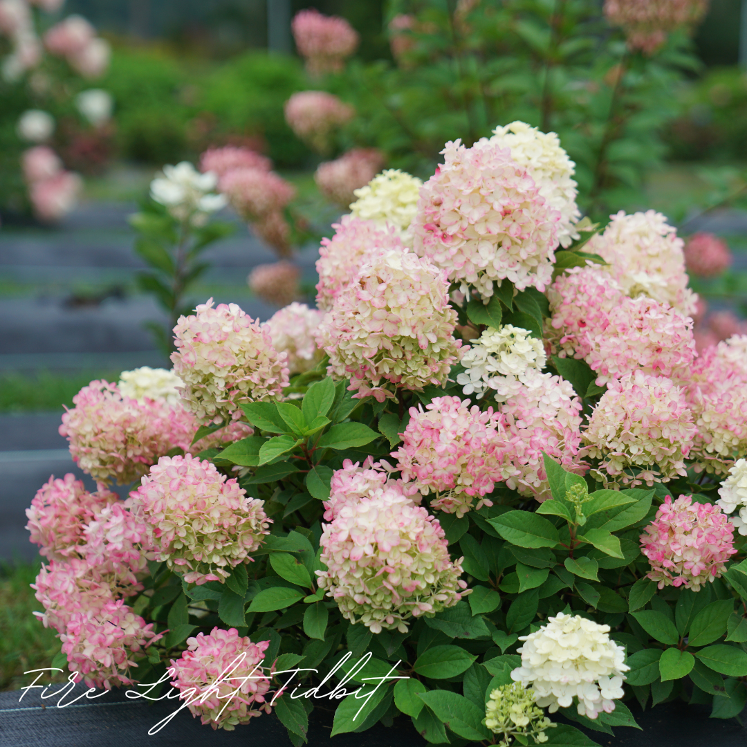 Fire Light Tidbit Hydrangea – Petals In Bloom Flower Farm