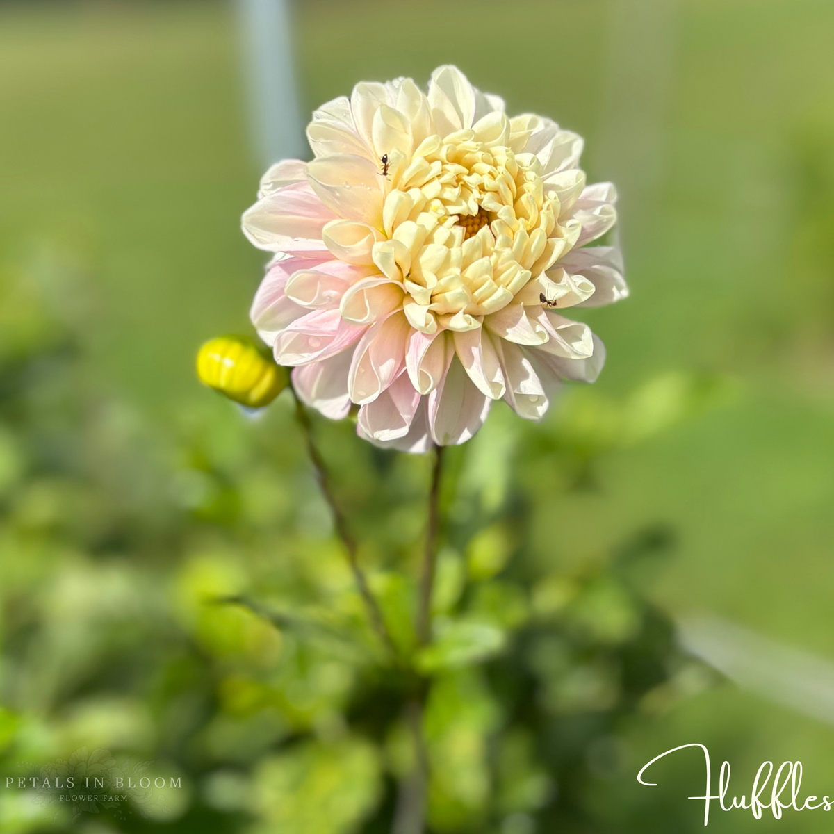 Fluffles Dahlia Tubers – Petals In Bloom Flower Farm