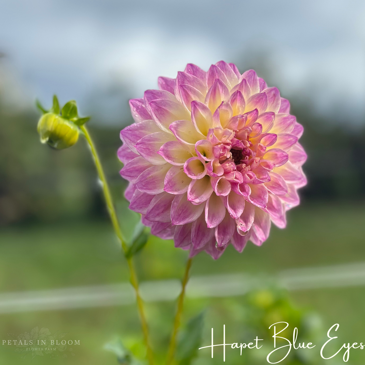 Hapet Blue Eyes Dahlia Tuber – Petals In Bloom Flower Farm
