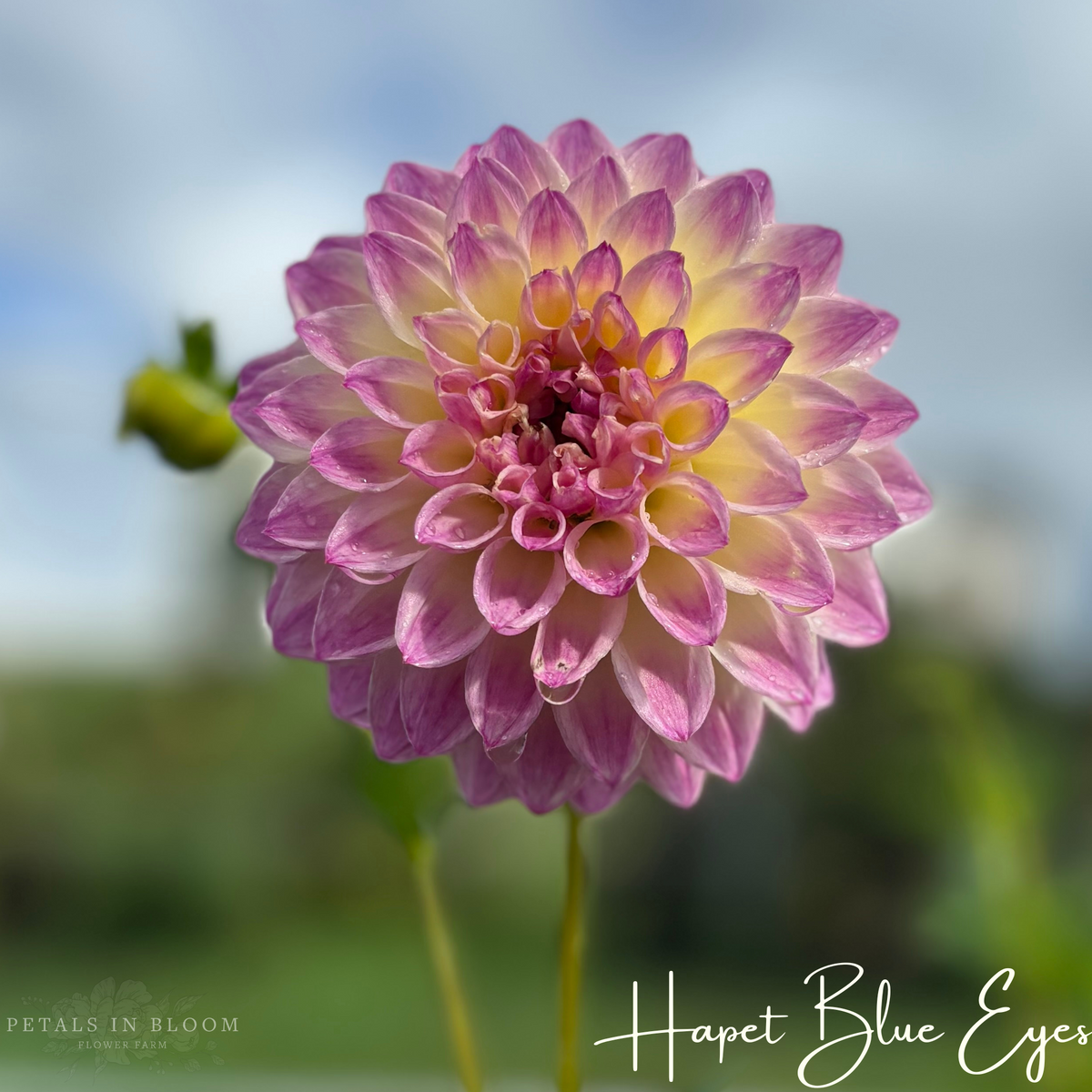 Hapet Blue Eyes Dahlia Tuber – Petals In Bloom Flower Farm