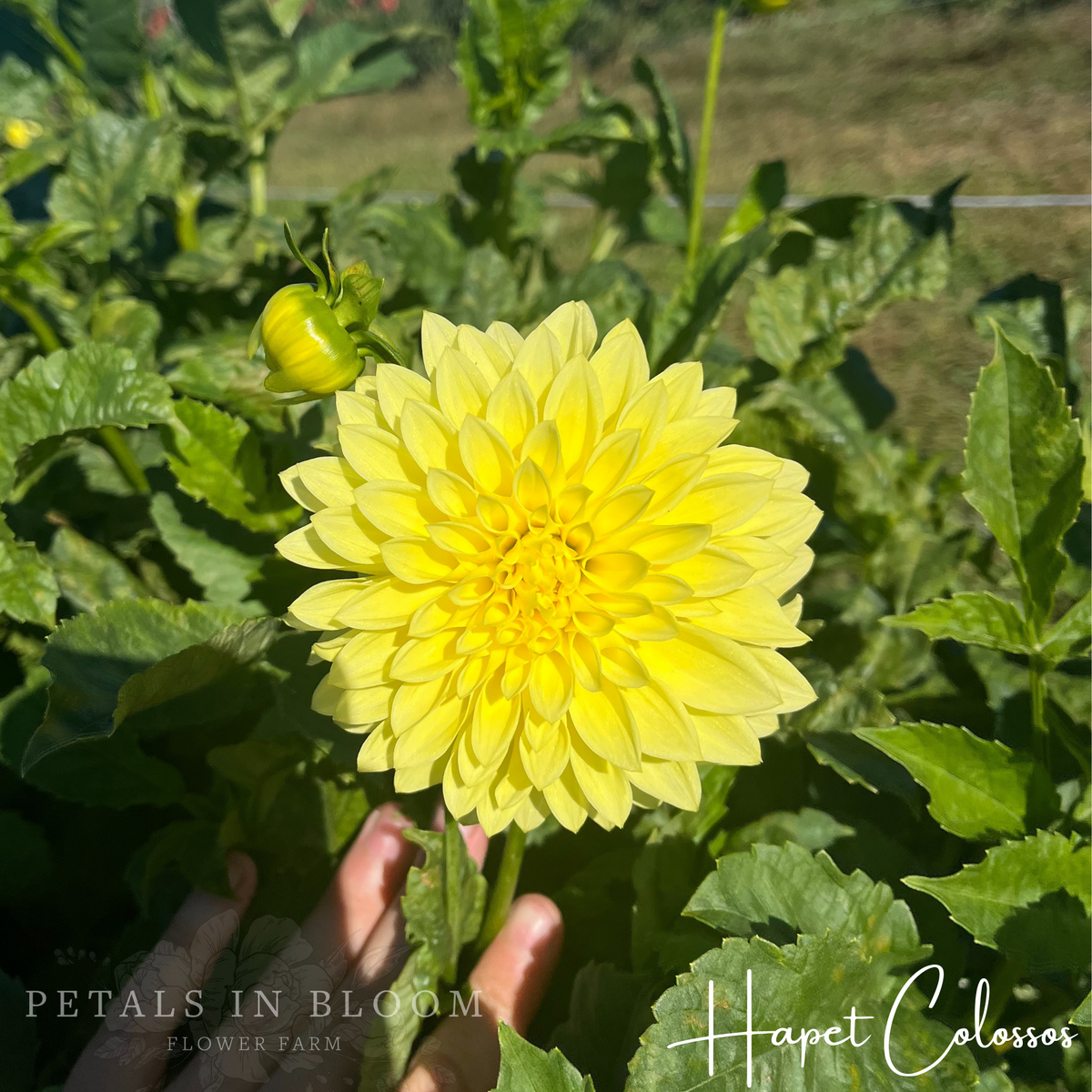 Hapet Colossos Dahlia Tubers – Petals In Bloom Flower Farm